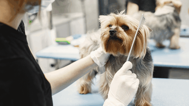 Professional Grooming vs DIY Grooming: What’s Best?