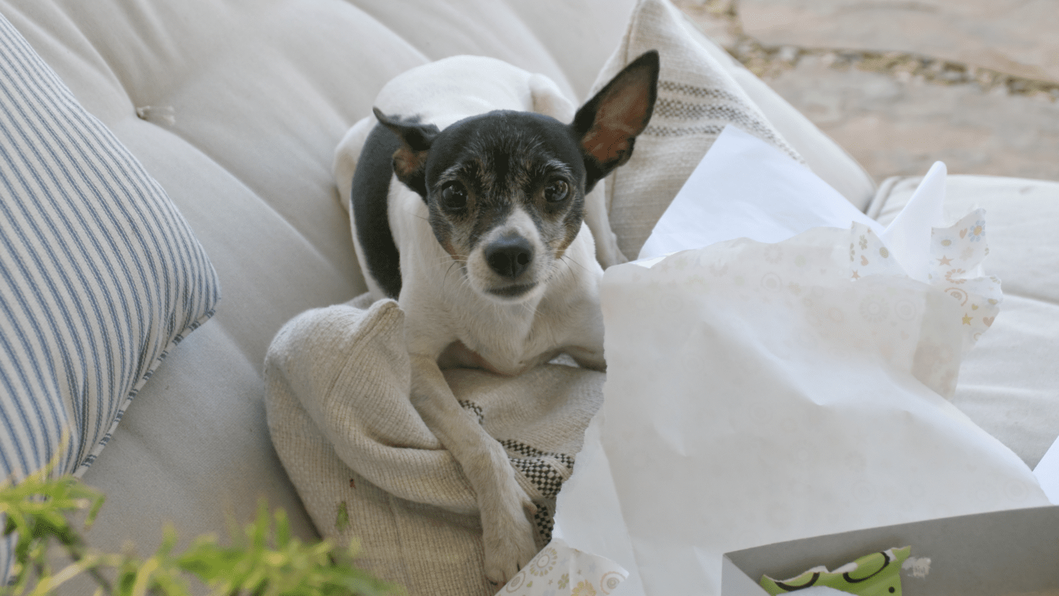 Top 15 Cheapest Dog Breeds You’ll Love on a Budget