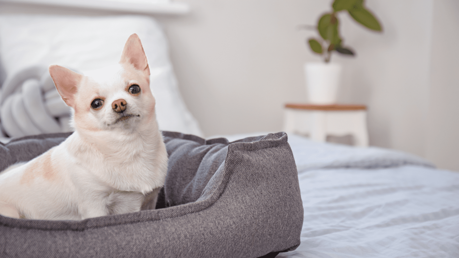 Top 15 Cheapest Dog Breeds You’ll Love on a Budget