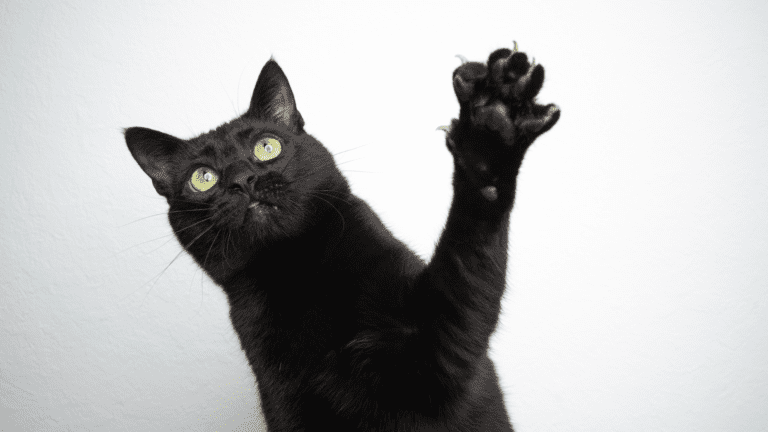 Black Cat Symbolism:The Truth Behind Cat Superstitions