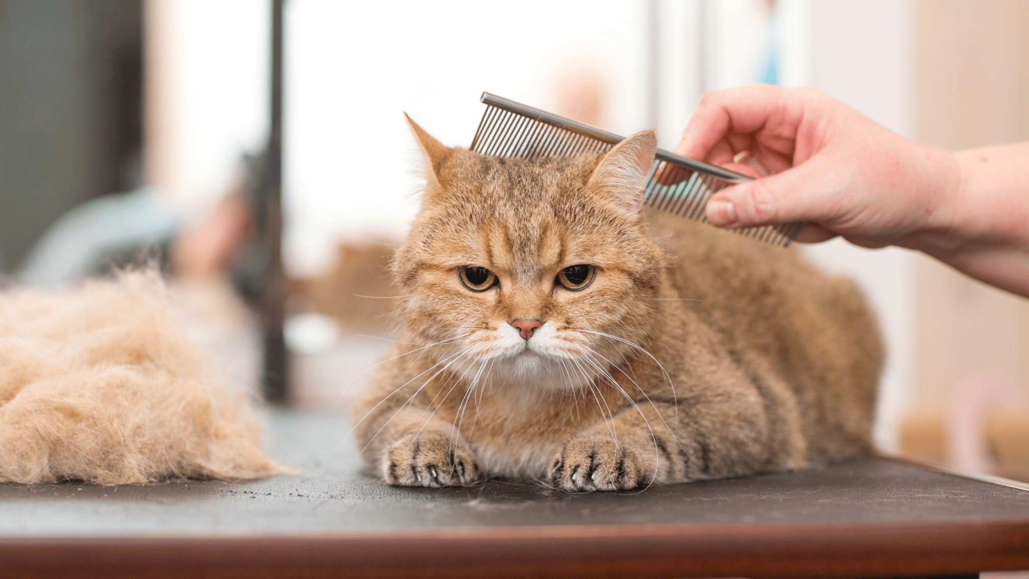 Cat Grooming 101:Tips, Tools & Tricks for a Happy Cat