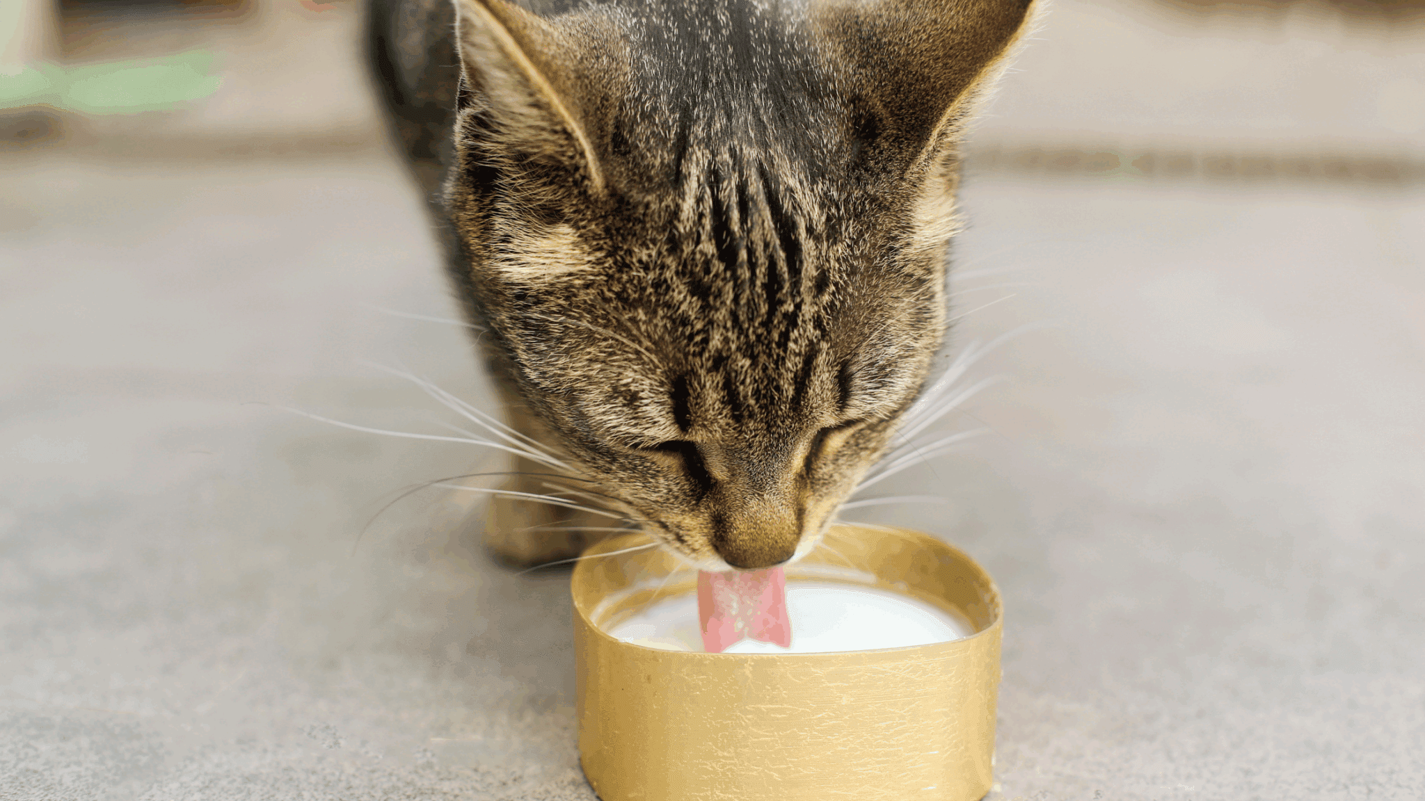 Can Cats Have Milk or Not? Truth vs. Myths