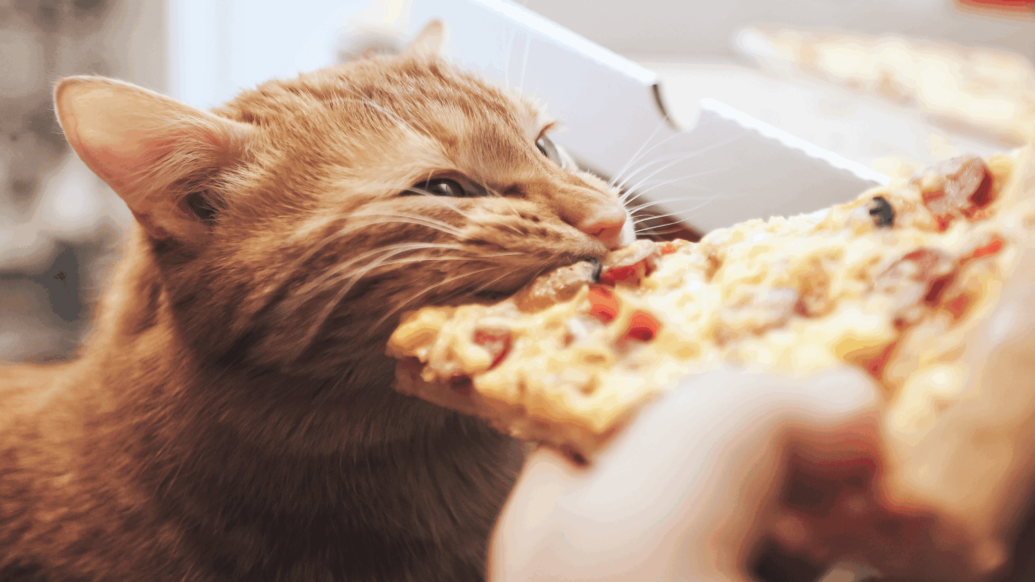 Can Cats Eat Cheese? Vet-Approved Tips & Shocking Facts