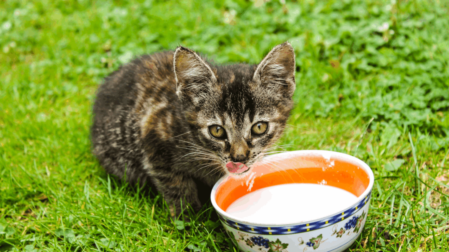 Are Cats Lactose Intolerant? Safe Dairy Tips & Vet Advice
