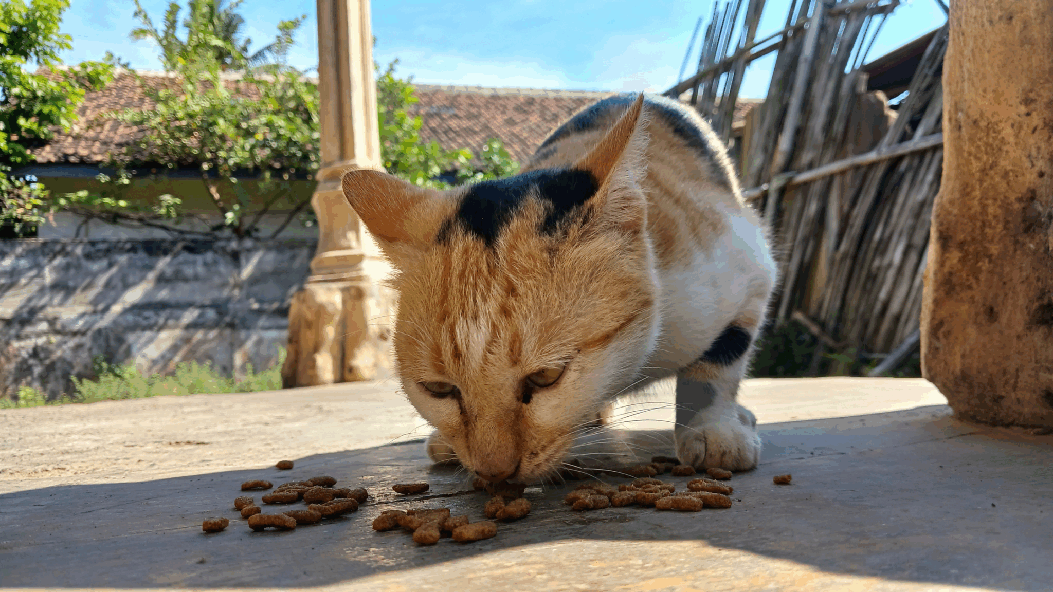 Can Cats Eat Chocolate? Vet-Backed Facts & Safety Tips