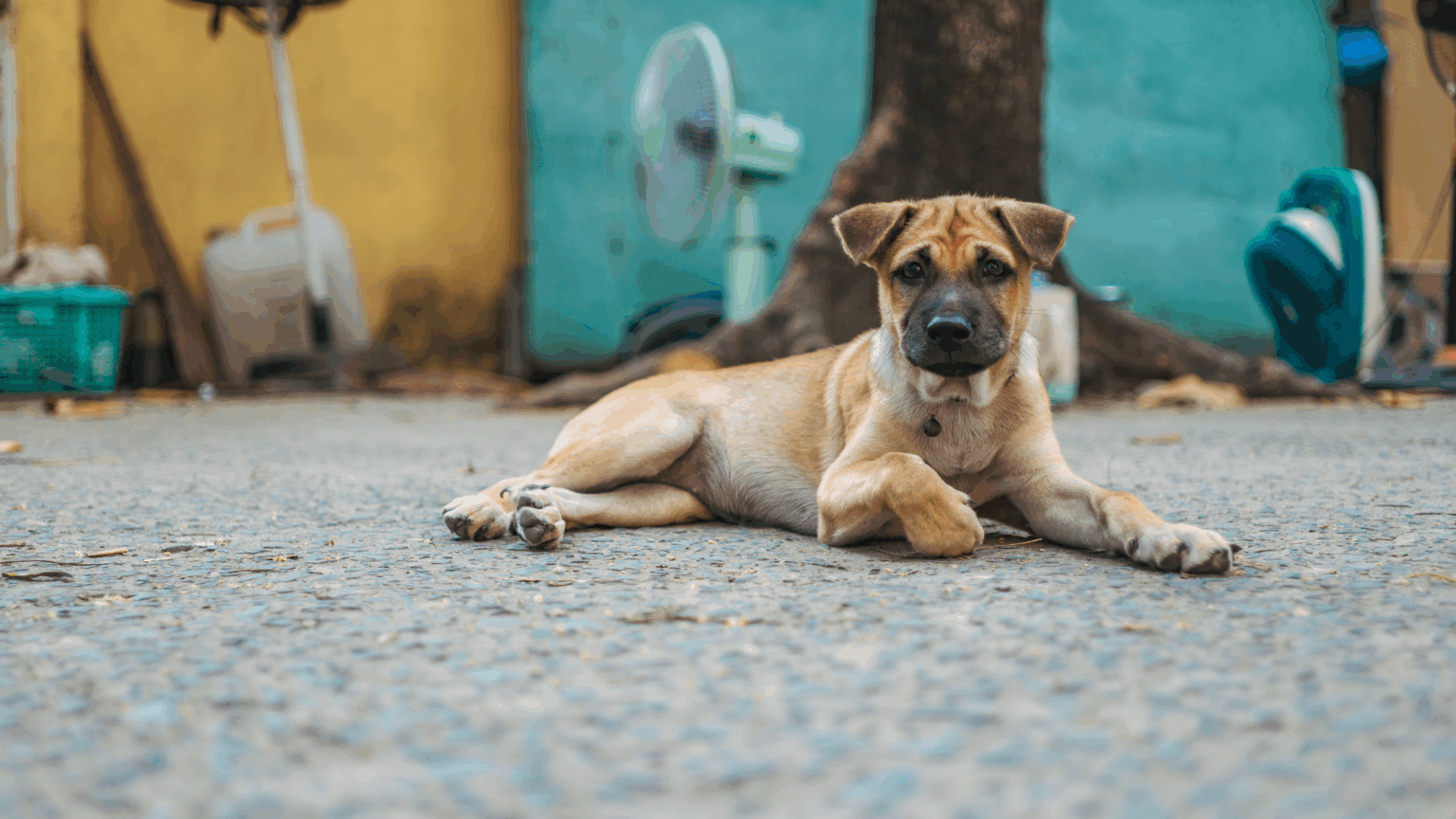 Can Dogs Have Autism? Vet-Approved Insights You Need to Read