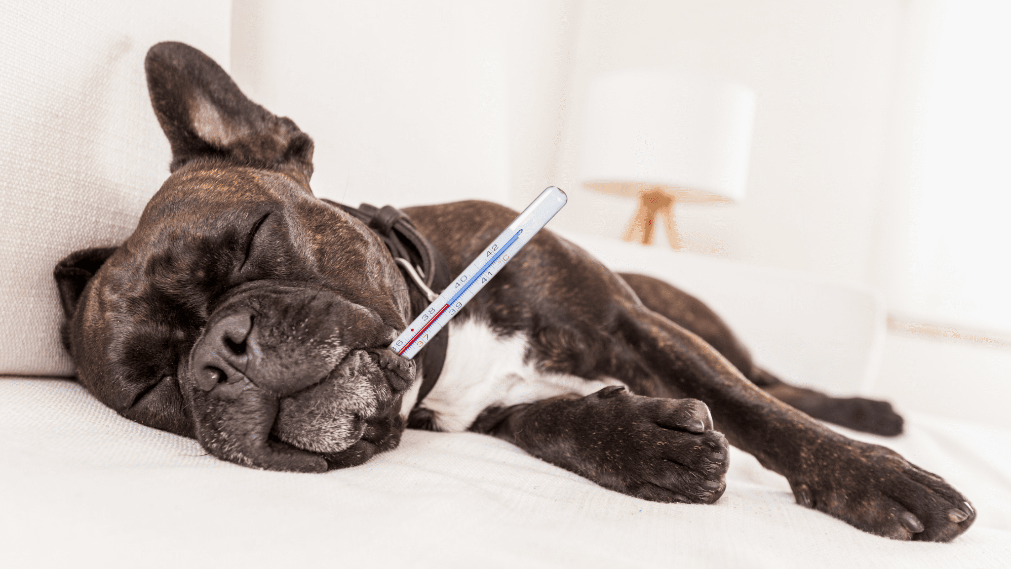 Can Dogs Get the Flu? Vet-Approved Facts, Symptoms & Care
