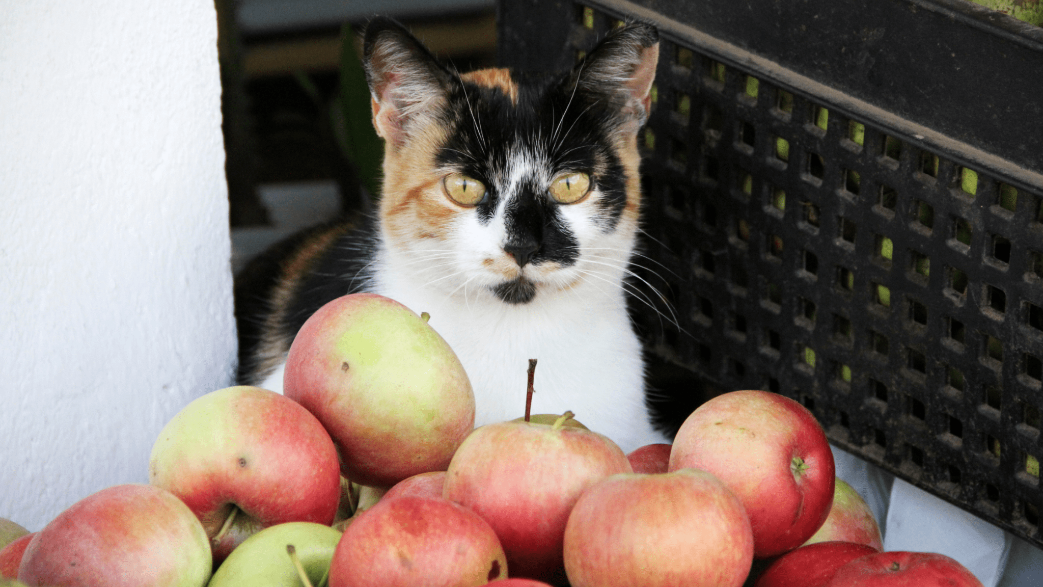 Can Cats Eat Apples? Surprising Truths That Could Save Your Cat